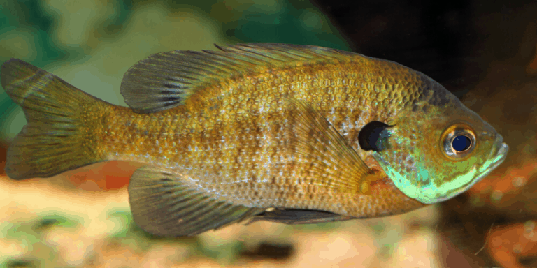What to Feed Bluegill In An Aquarium? – Aquarium Sphere