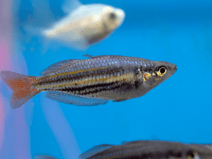 What Types of Fish Can Live Together In an Aquarium? - Aquarium Sphere