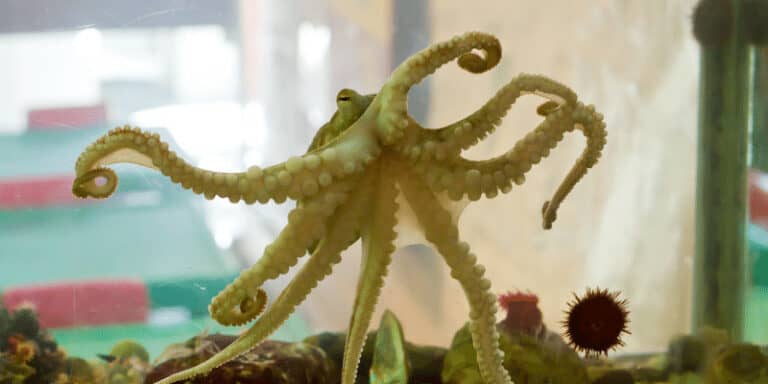 How Hard Is It to Keep an Octopus in an Aquarium? – Aquarium Sphere