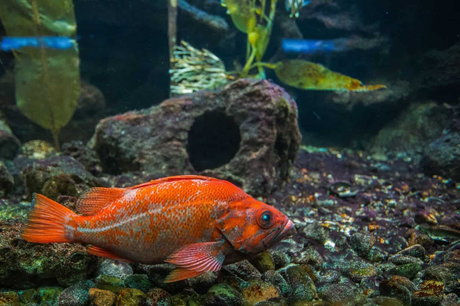 How Do Fishes Sleep in an Aquarium? - Aquarium Sphere