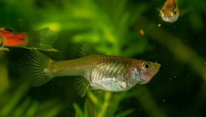 Why is Guppy Swimming Vertically? All You Need to Know - Aquarium Sphere