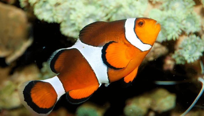 How Big Do Clownfish Get in an Aquarium? - Aquarium Sphere